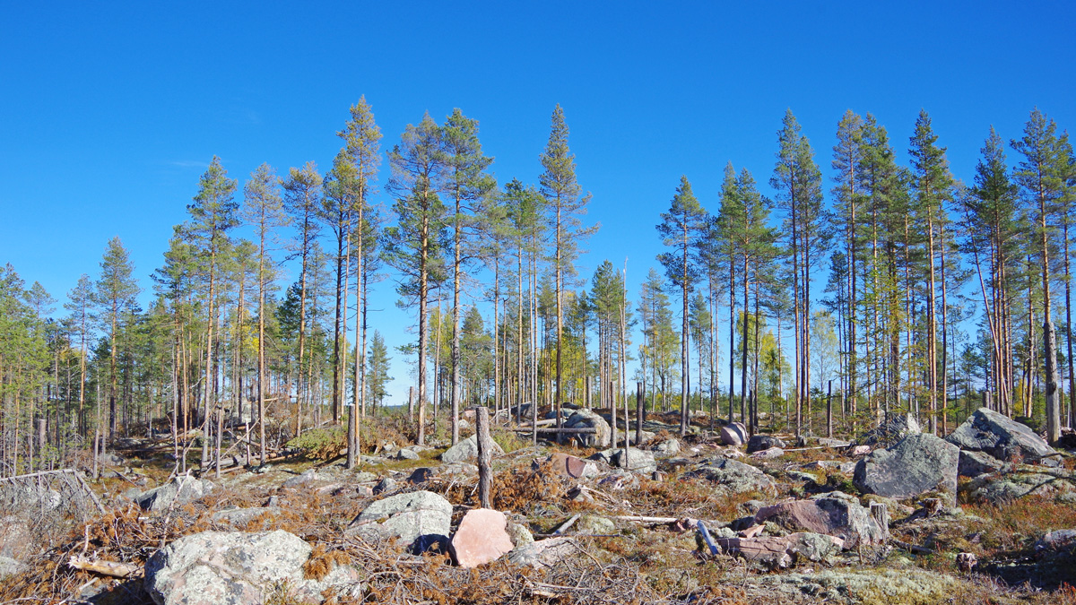 Effaråsen – att bruka och bevara i gammal tallskog - Skogforsk