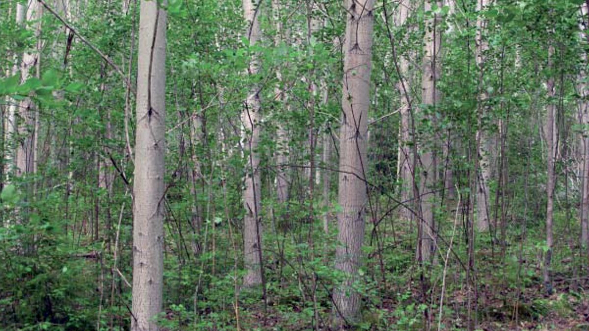 Tillväxt, vitalitet och densitet för kloner av hybridasp och poppel i ...