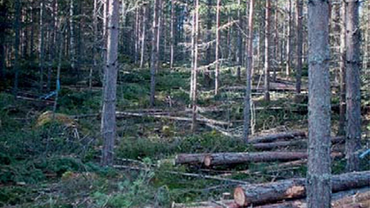 Jämförande studie av olika uttagsmetoder av massaved och skogsbränsle i ...