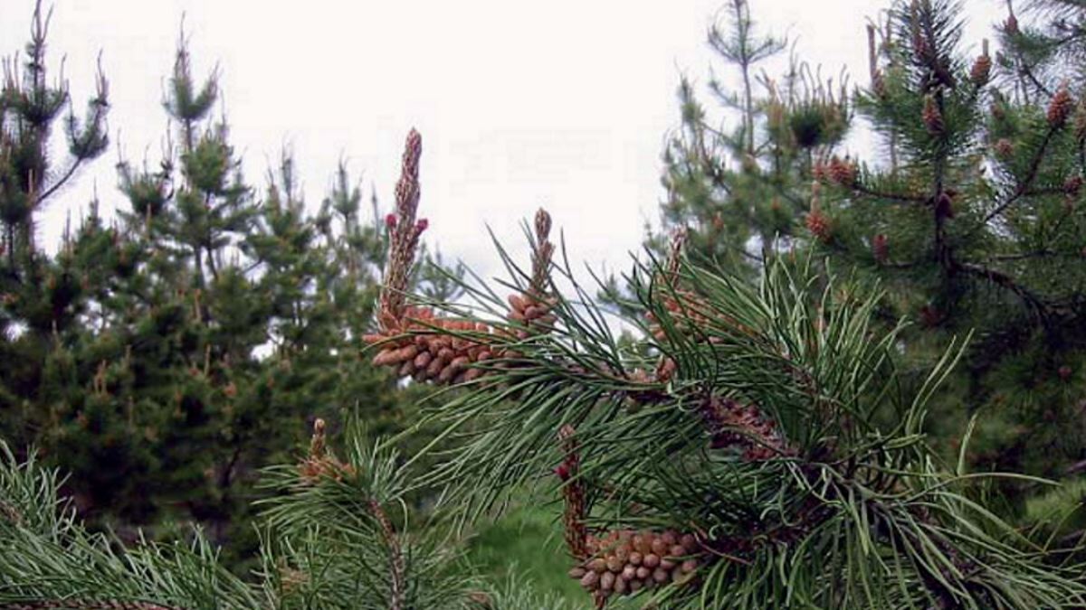 Lägesrapport 2007-12-31 för förädlingspopulationer av tall, gran, björk ...