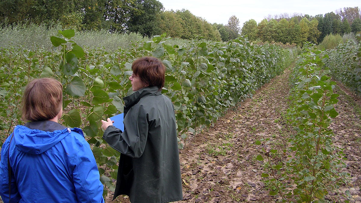 Motståndskraft mot patogener viktigt hos poppel - Skogforsk