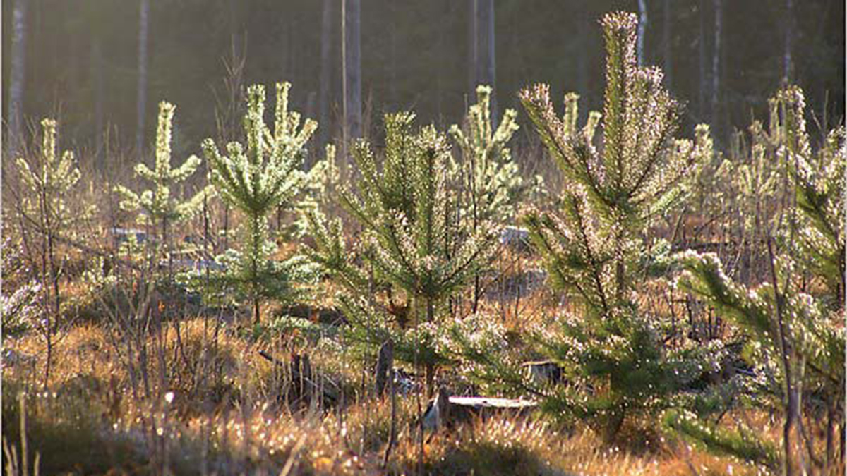 Lägesrapport 2006-12-31 för förädlingspopulationer av tall, gran, björk ...