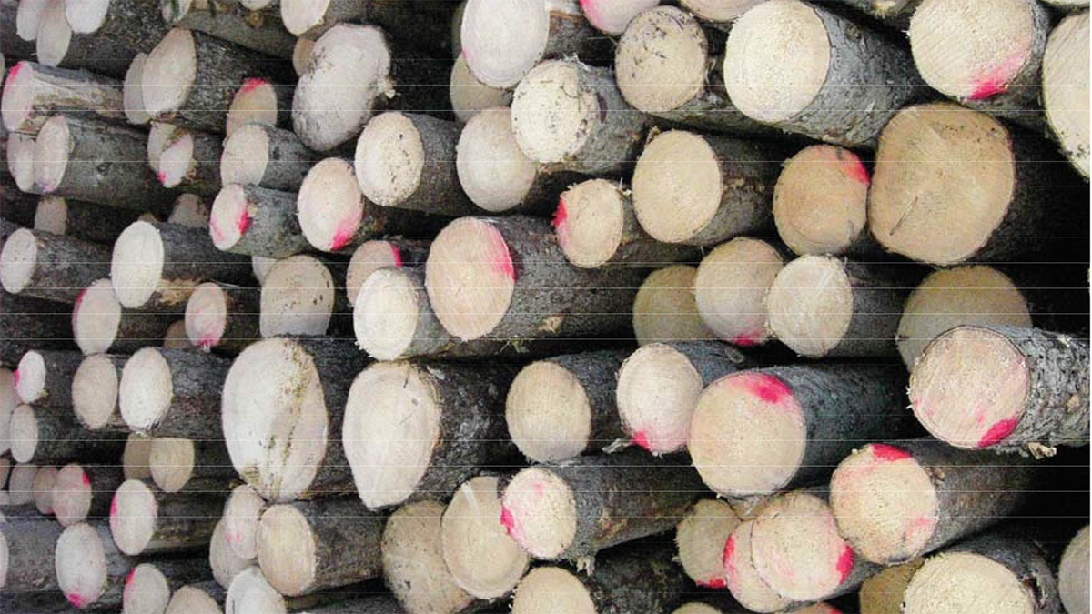 Märkning av timmer för automatiskt avläsning vid sågen - Skogforsk