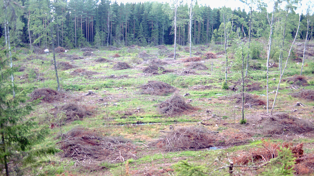 Miljöeffekter av grotskörd - Skogforsk