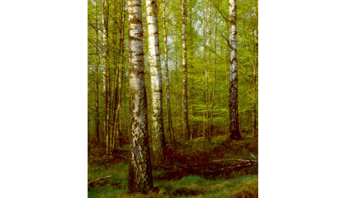 Sågutbyten och trädvärden hos björk, ek och klibbal - röjda och ...