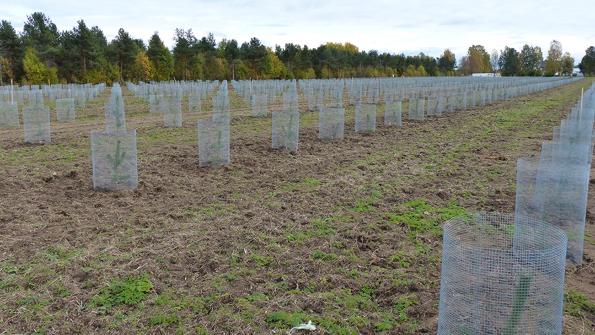 OPSEL – ett verktyg för urval i skogsträdsförädlingen - Skogforsk