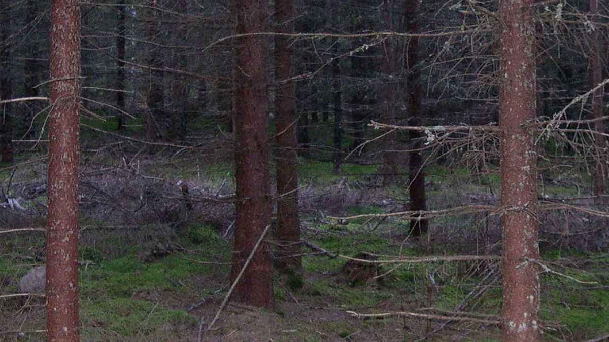 N retention after N addition in four experimental stands of Norway ...