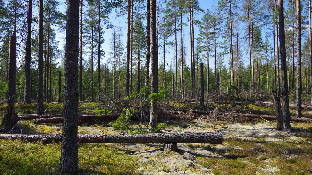 Naturhänsyn i gammal tallskog – hur mycket kostar det och vad får man ...