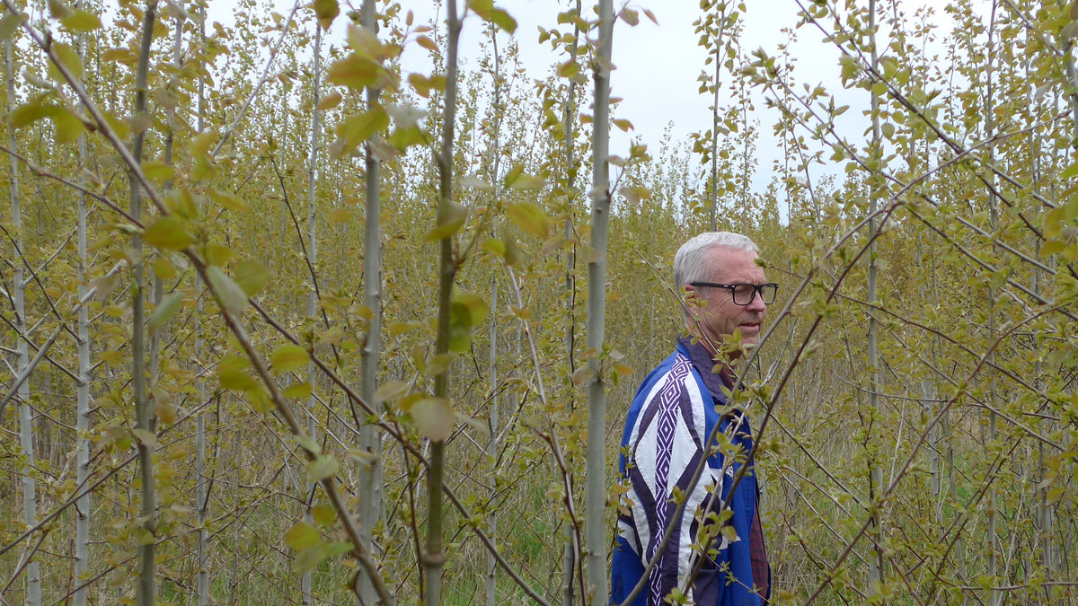 Rotskottbildningen hos hybridasp skiljer sig mellan olika kloner ...