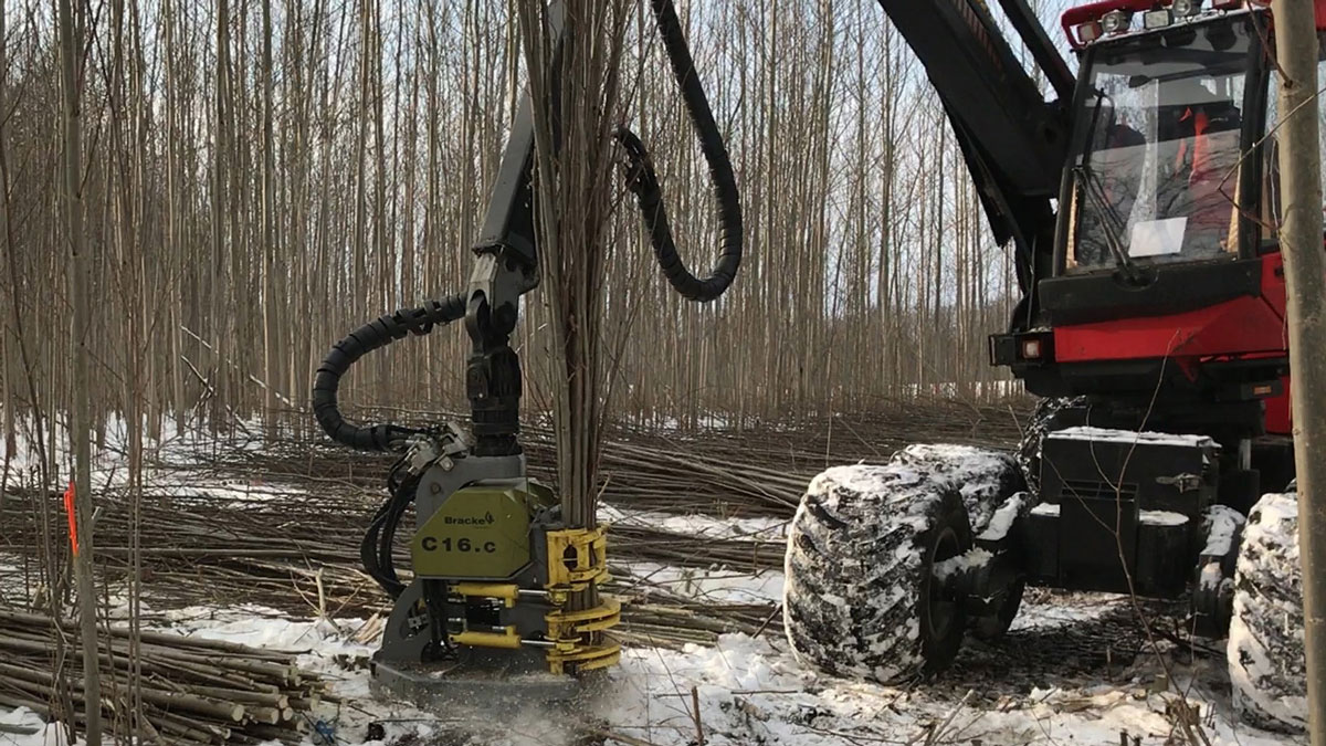 Gallring och slutavverkning av rotskott från hybridasp - Skogforsk
