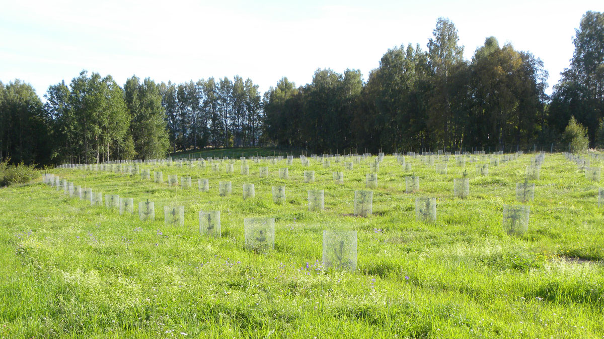 OPSEL - Skogforsk - Forestry Research Institute of Sweden