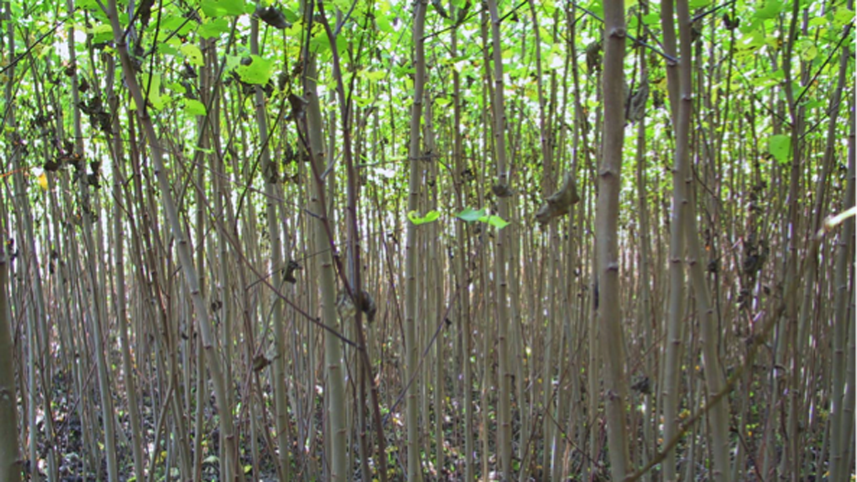 Klonsammansättningen i rotskottsföryngringar med hybridasp förändras ...