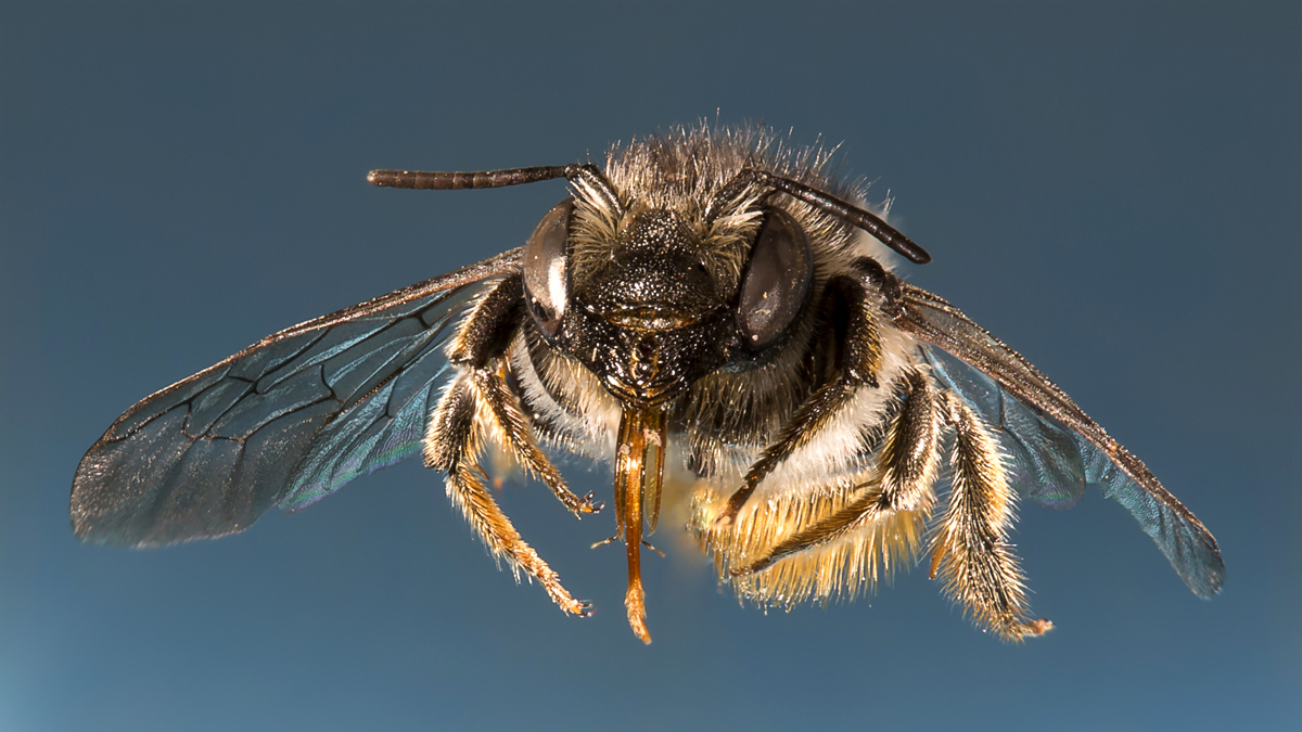 Vildbin gynnas av skogsbrukets naturhänsyn - Skogforsk