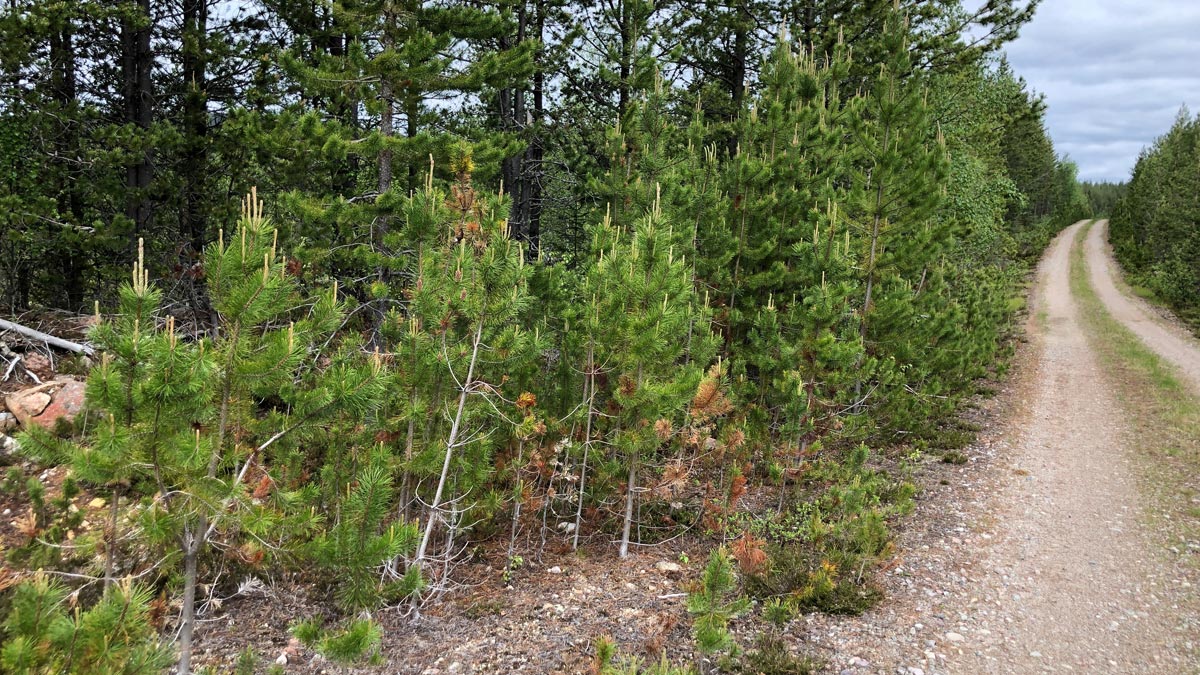 Självspridning av contortatall i Sverige – omfattning och riskhantering ...
