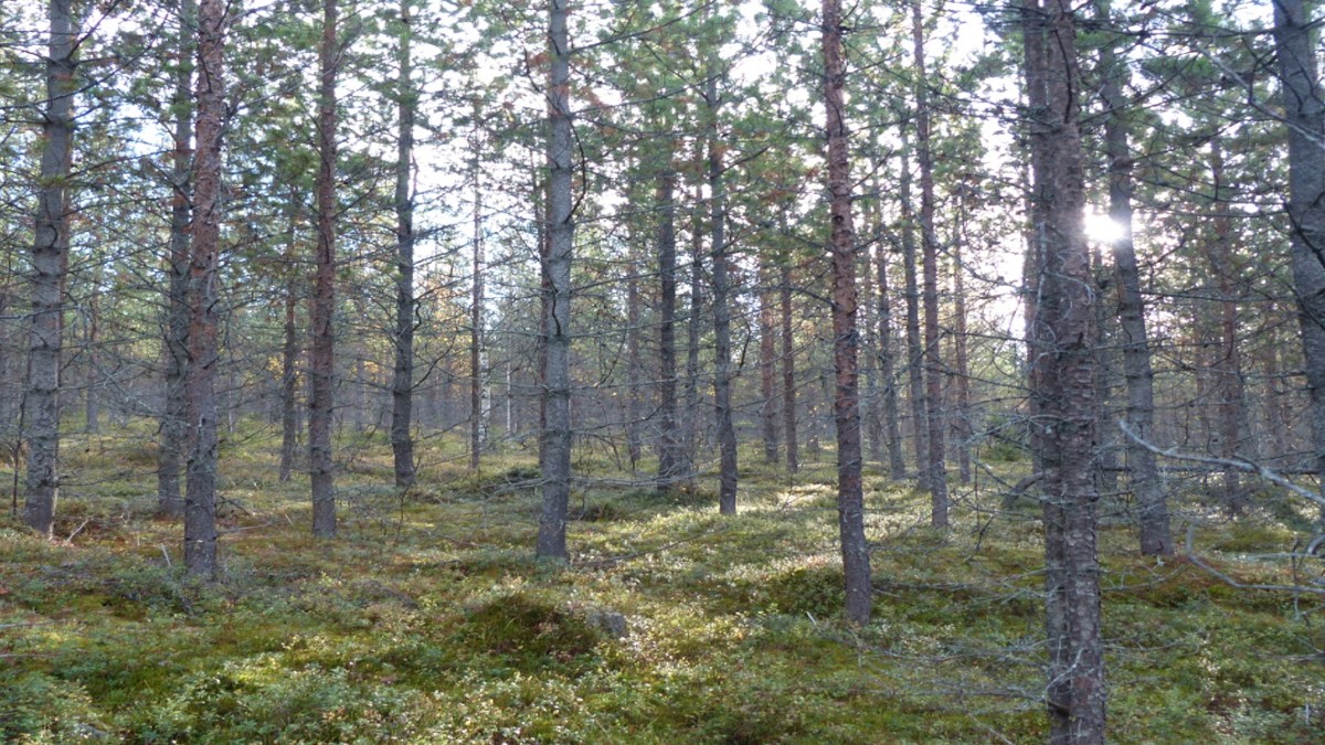 Blandning av förädlad tall och contorta ger bra resultat - Skogforsk
