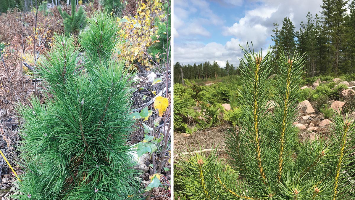 Tillväxtstörningar hos tallplantor - Skogforsk