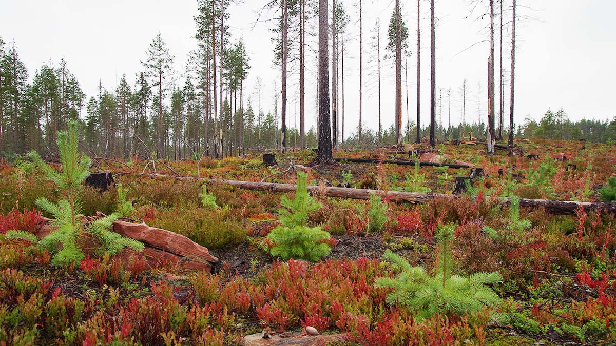 Föryngring av gammal tallskog som brukats med alternativa ...