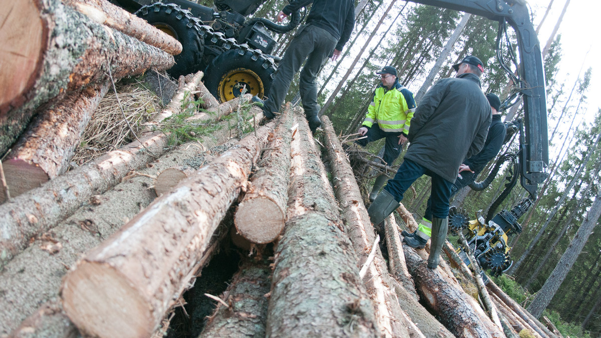 Dags att nominera årets Golden Logger - Skogforsk