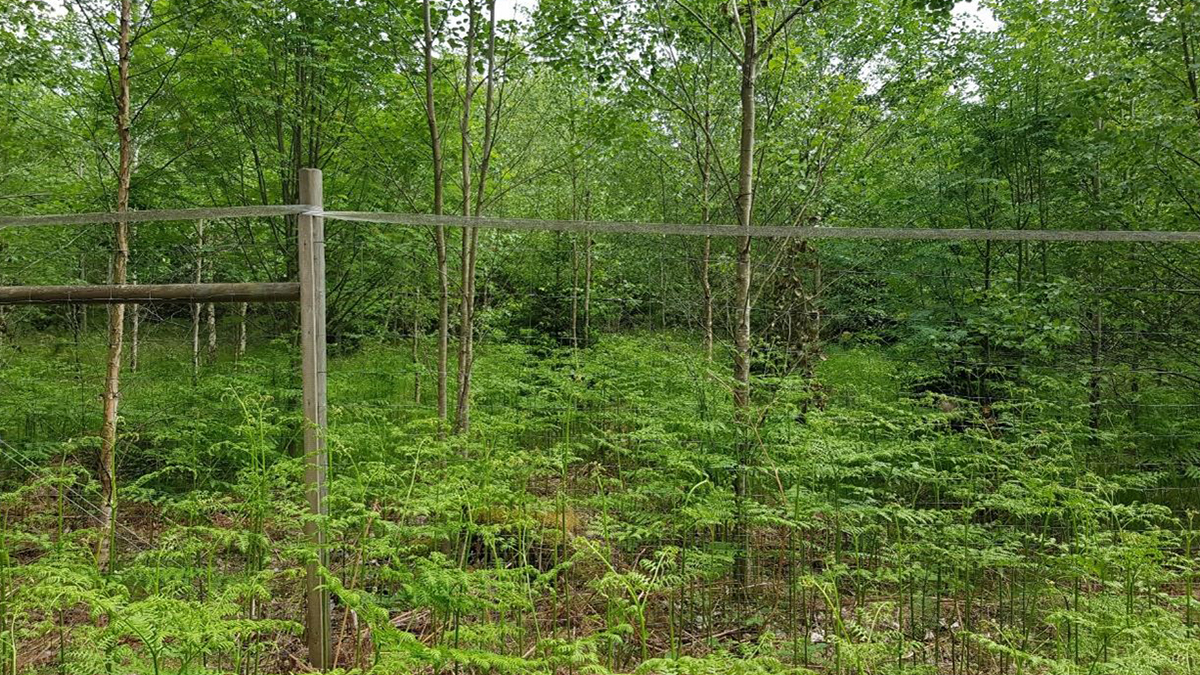 Hybridasp och poppel planterad på skogsmark efter stormen Gudrun ...