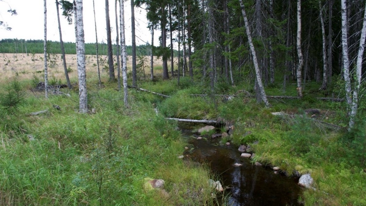 Kantzoners bredd längs vattendrag, diken och sjöar - Skogforsk