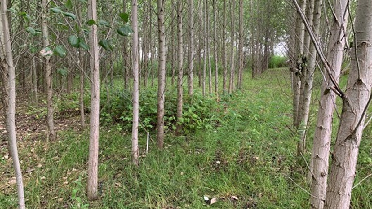 En försöksserie med poppel i Short Rotation Forestry - Skogforsk
