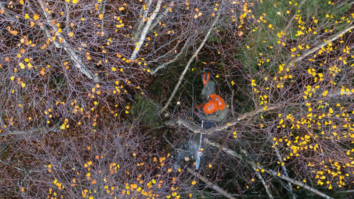 Så skapas biokrediter - Skogforsk