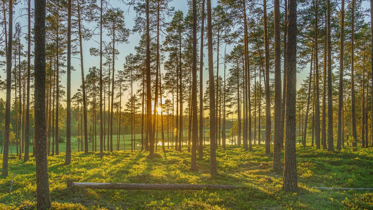 Consequences for economy and production of interrupted conversion from ...